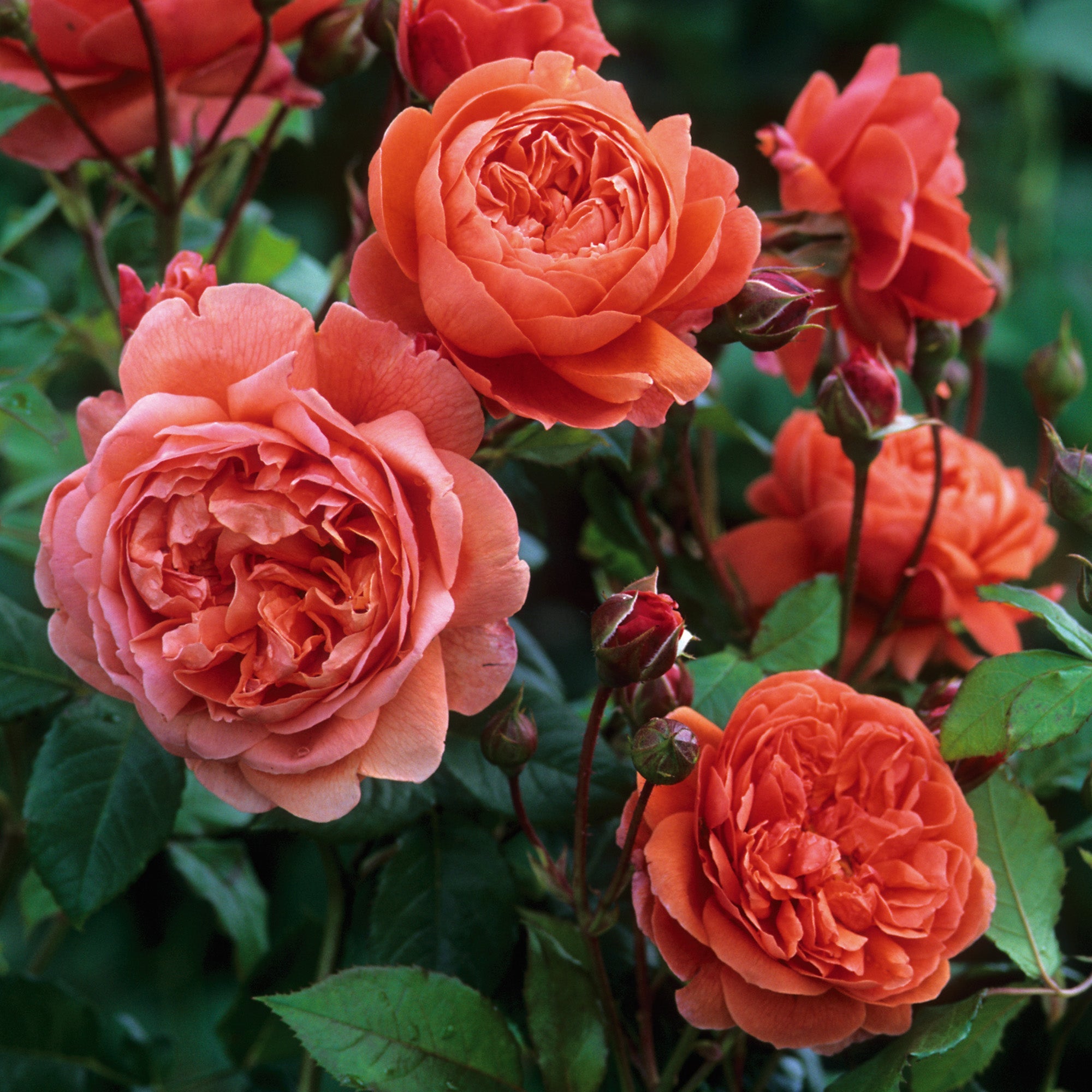 Summer Song English Shrub Rose David Austin Roses