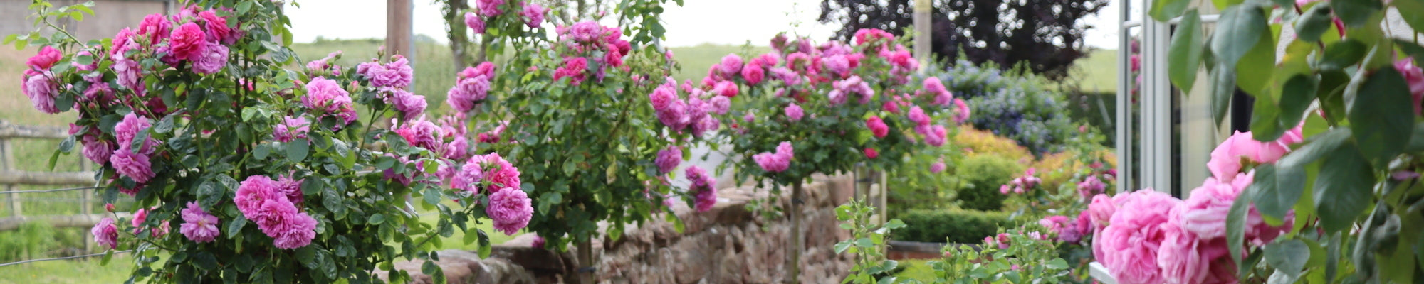 English Standard Roses