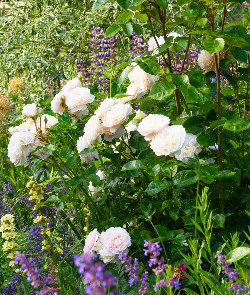 David Austin Roses - Australia