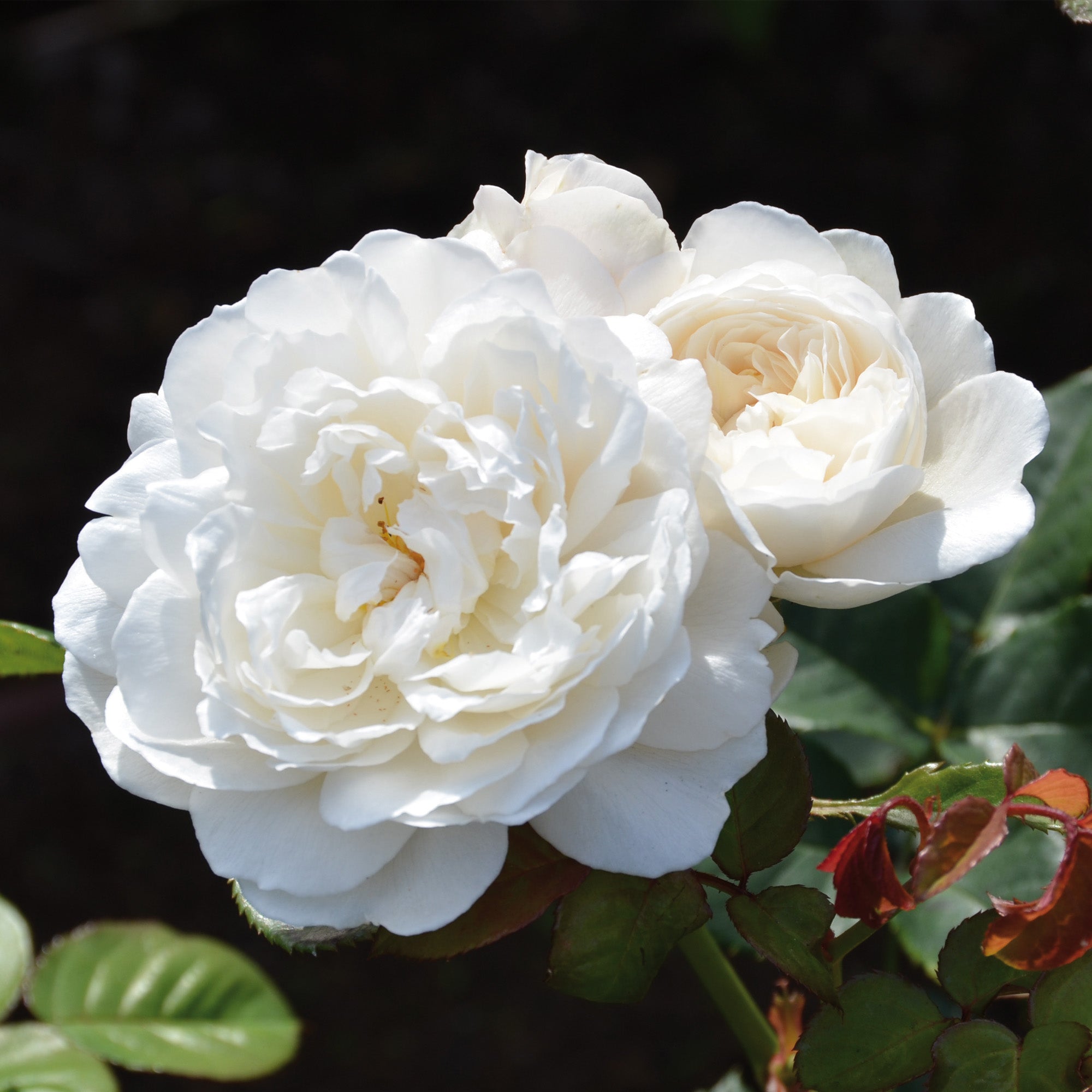 William and Catherine | English Standard Rose
