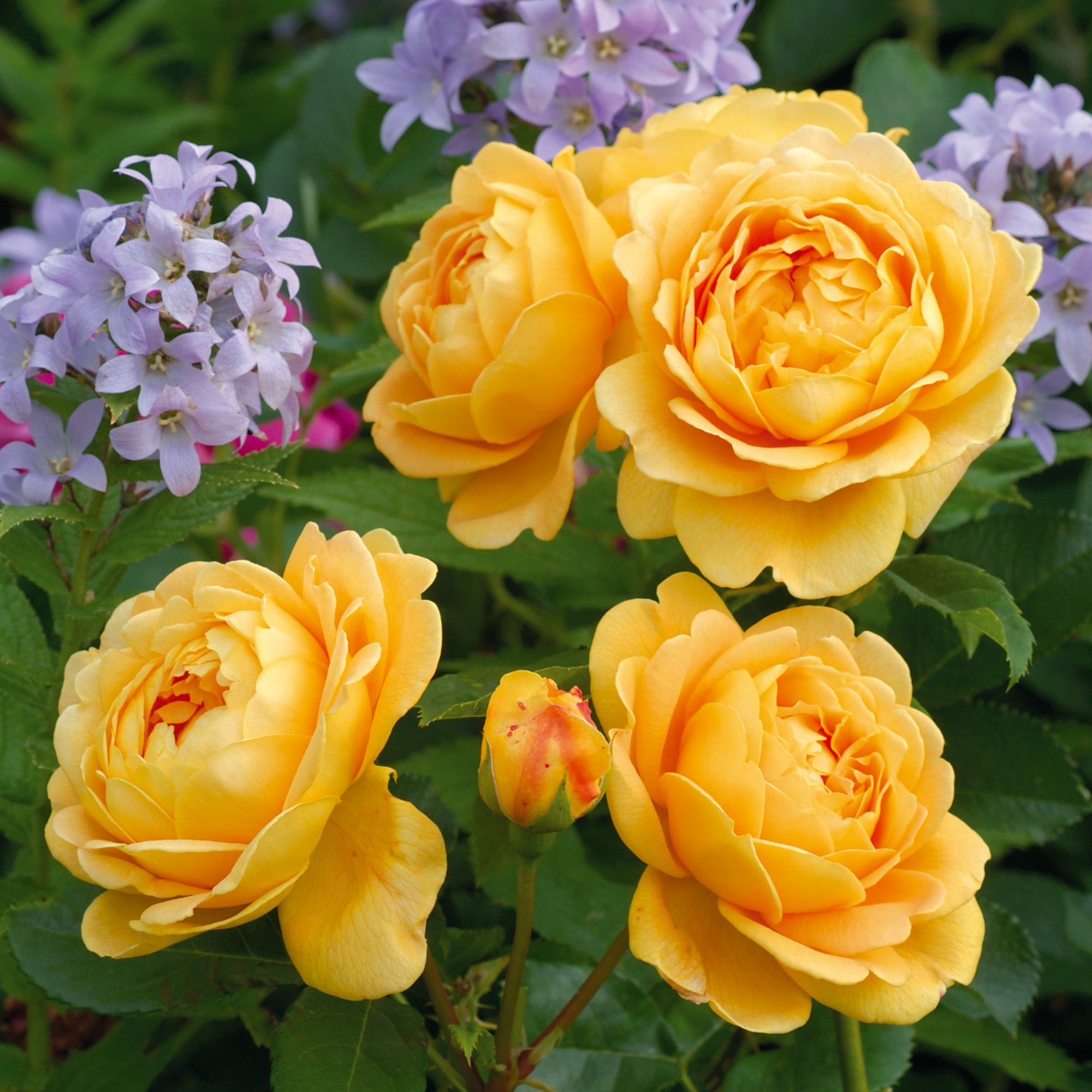 Golden Celebration | English Standard Rose | David Austin Roses