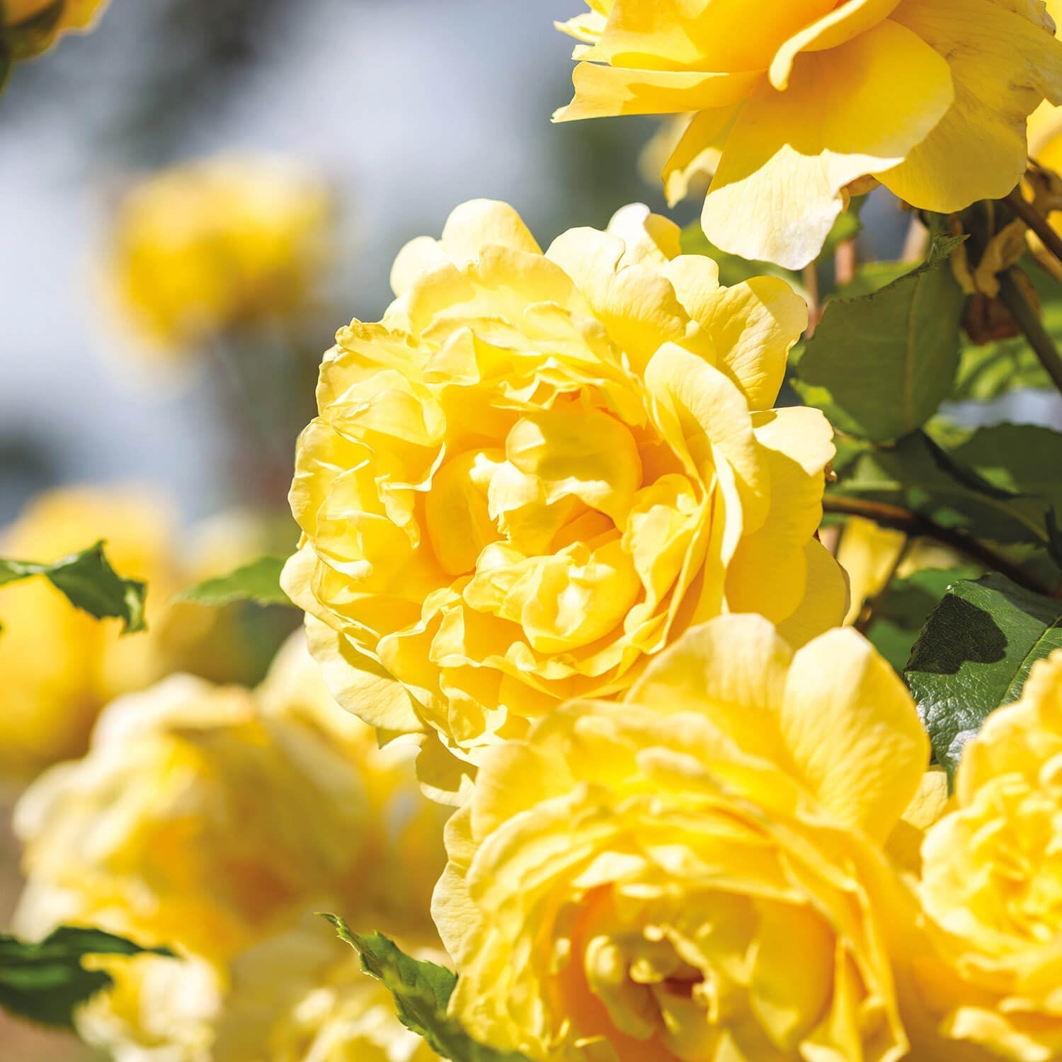 The Poet's Wife | English Standard Rose | David Austin Roses