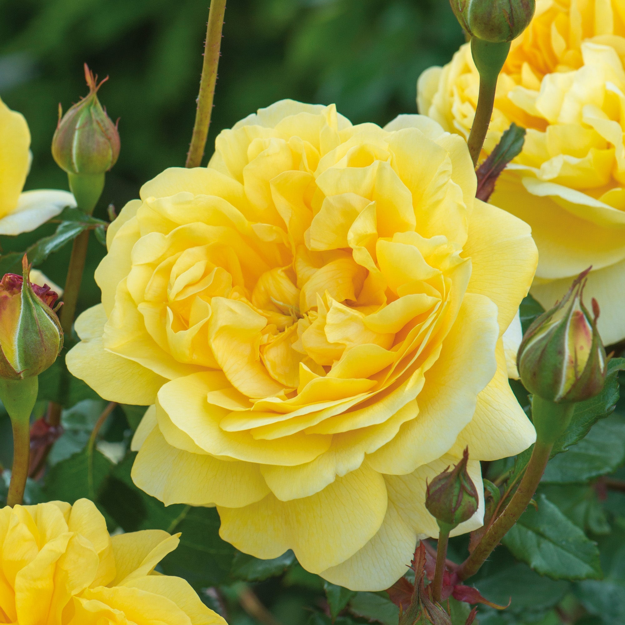 The Poet's Wife | English Standard Rose | David Austin Roses
