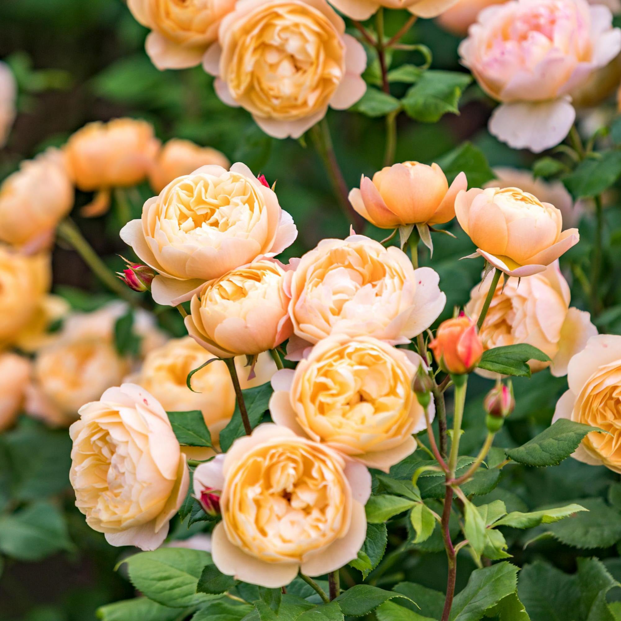 Roald Dahl | English Standard Rose | David Austin Roses