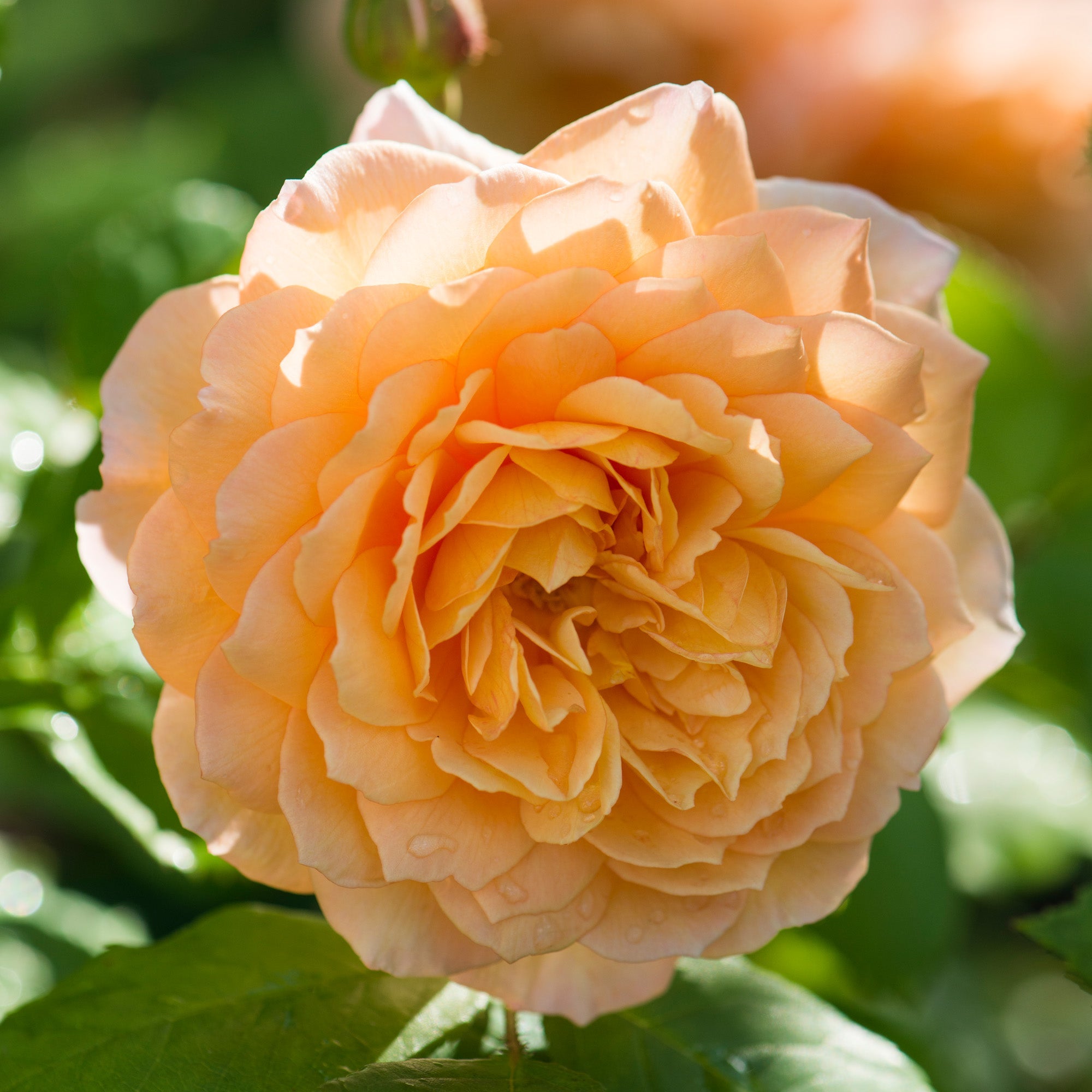 Grace | English Standard Rose | David Austin Roses