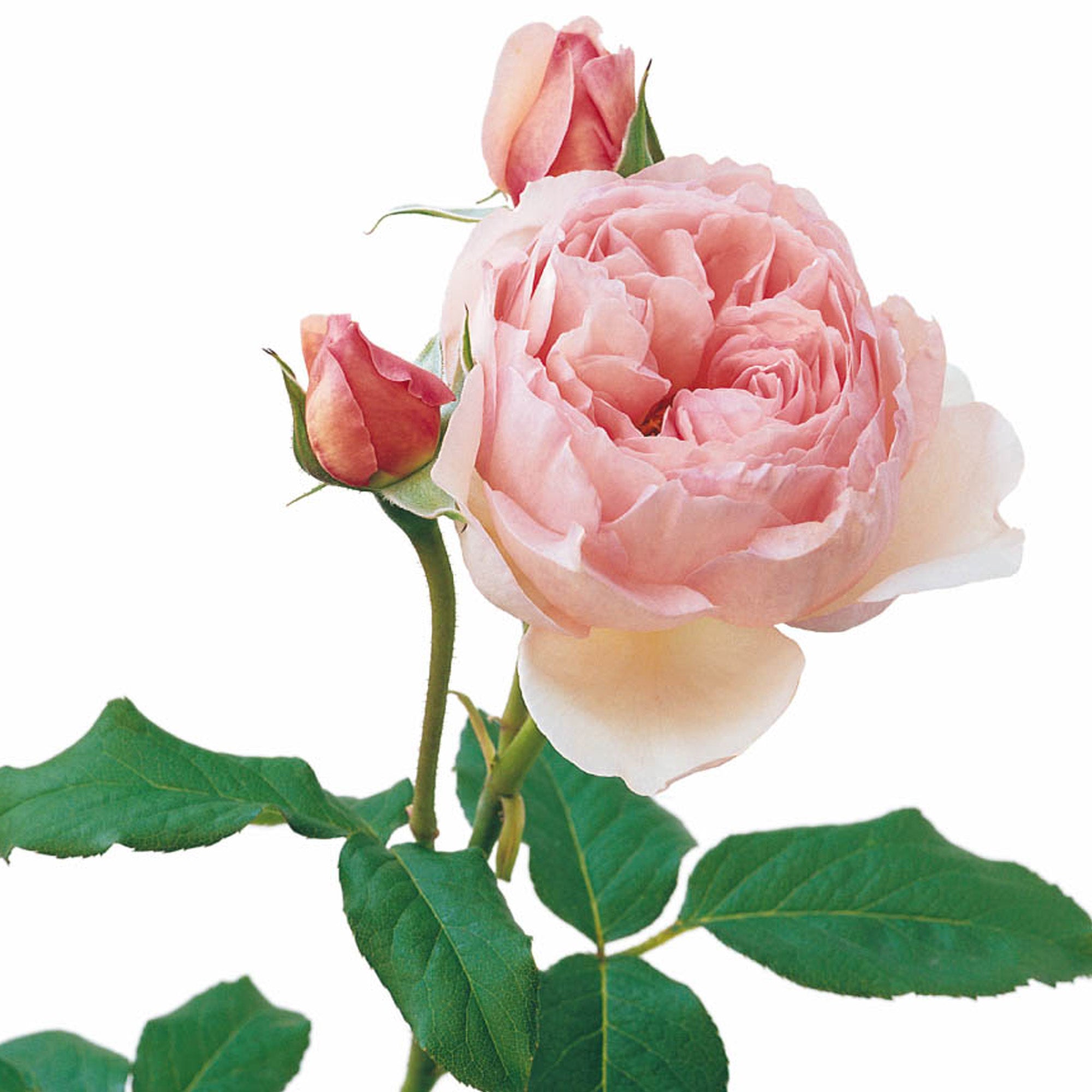 Heritage | English Standard Rose | David Austin Roses
