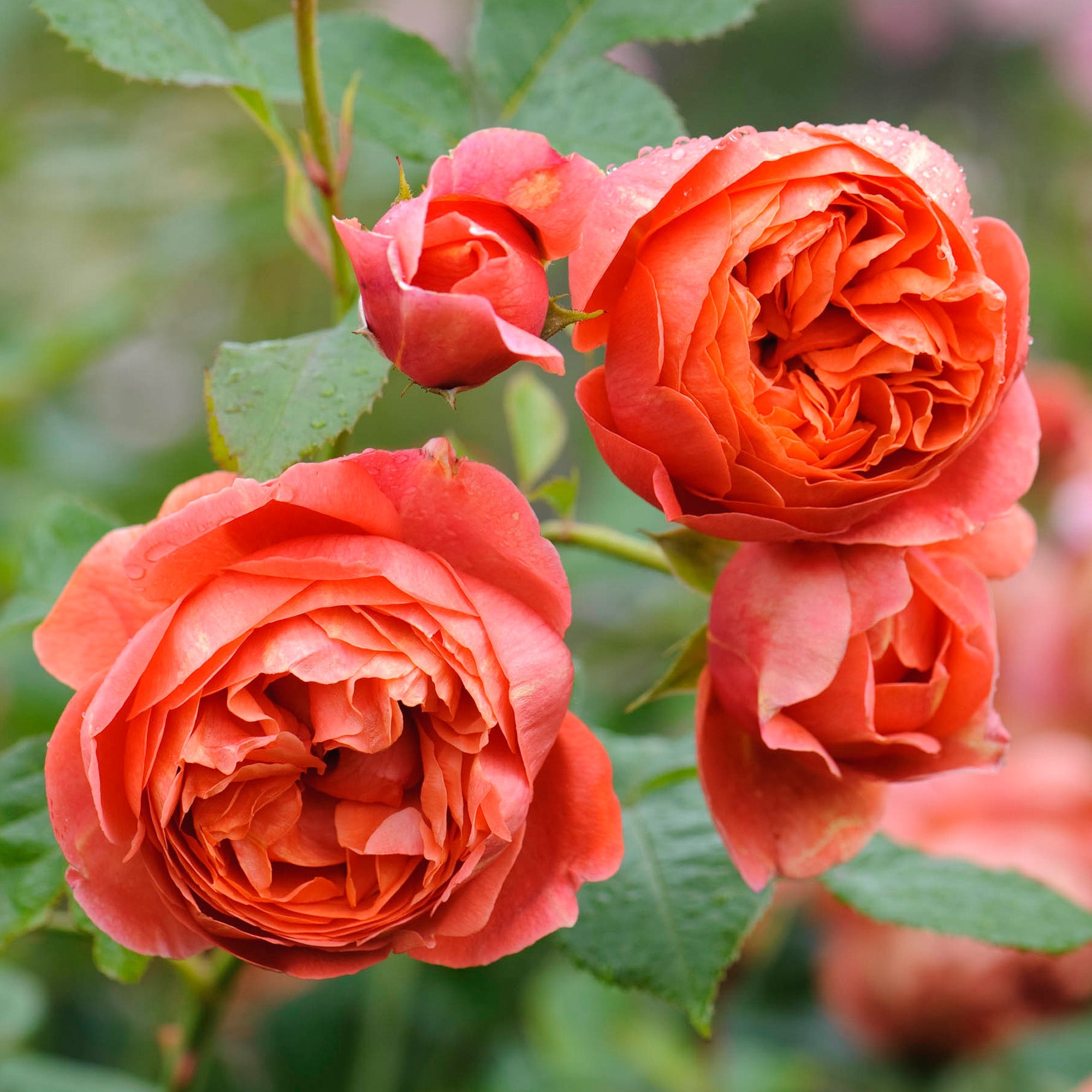 Summer Song | English Shrub Rose | David Austin Roses