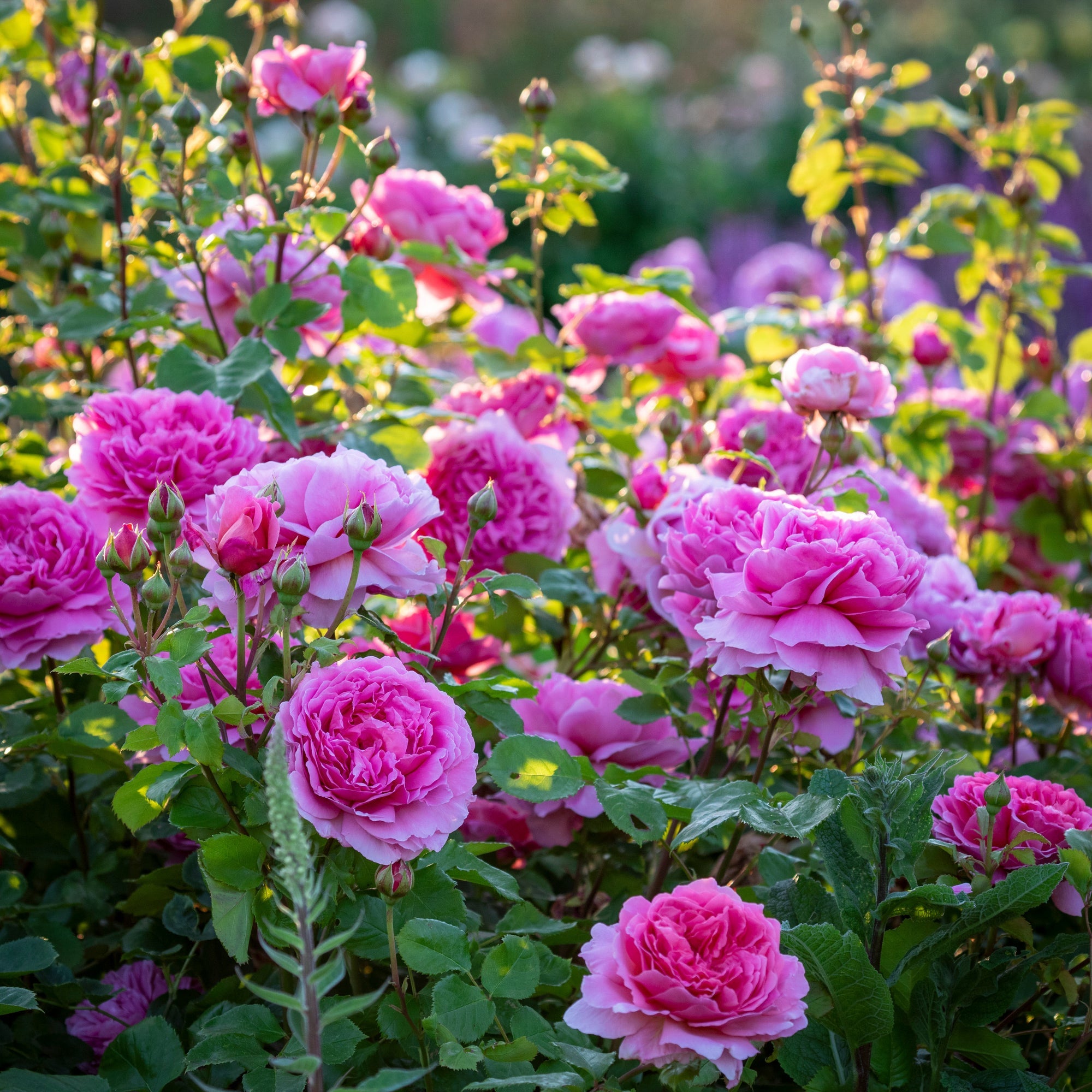 Princess Alexandra of Kent | English Shrub Rose | David Austin Roses
